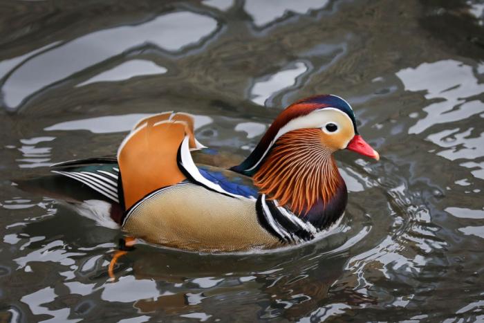 For Your Consideration: The Central Park Hot Duck
