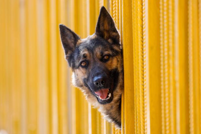 Evil German Shepherd