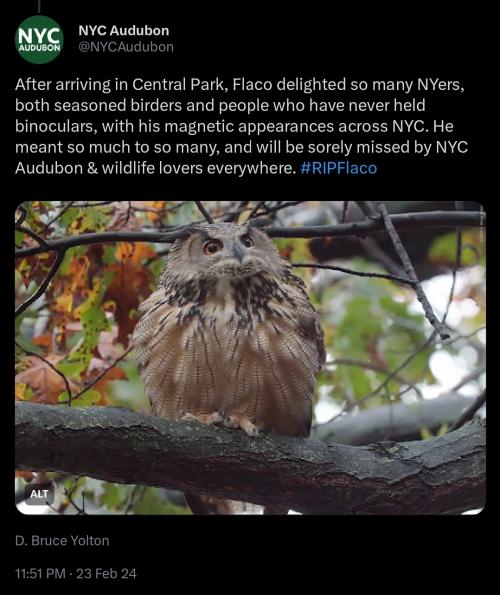 Flaco, the Owl Who Won The Hearts of New Yorkers, Has Died