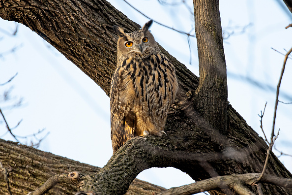 Flaco, the Owl Who Won The Hearts of New Yorkers, Has Died